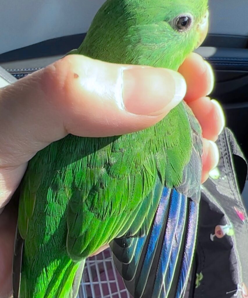 シラー - Birdy Hani