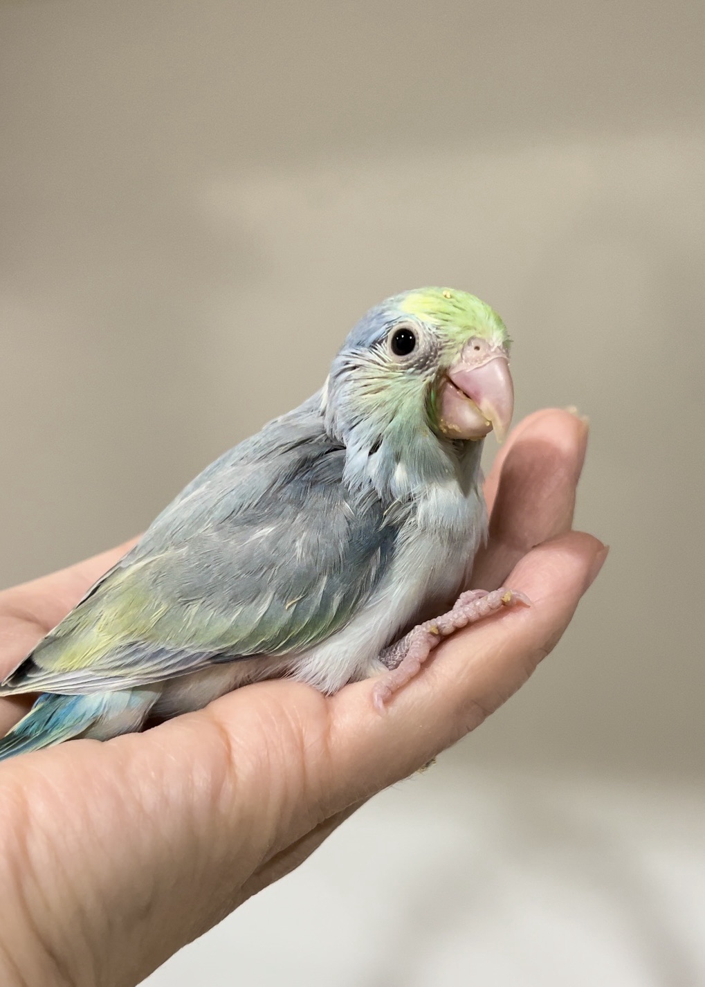 2024年初お披露目姉妹 - Birdy Hani