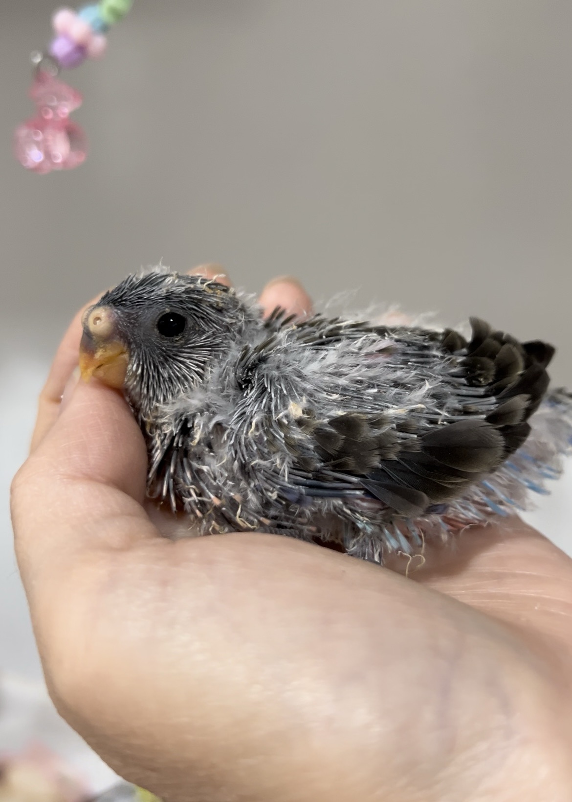 アキクサインコヒナちゃんズ - Birdy Hani