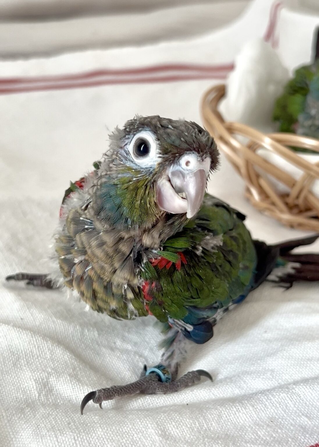 クリスマスインコ⁈ - Birdy Hani